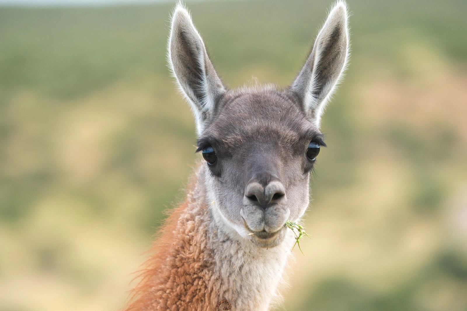 Descubre al Guanaco: El Camélido Ancestral que Lucha por Sobrevivir en ...